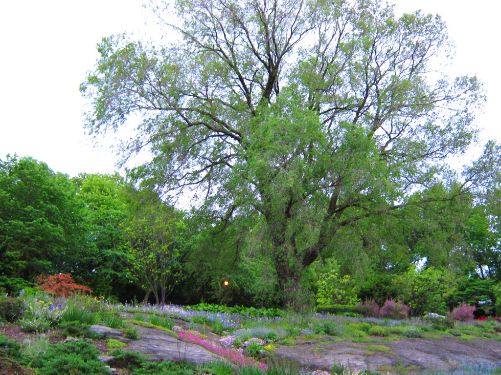 Project Green Tree